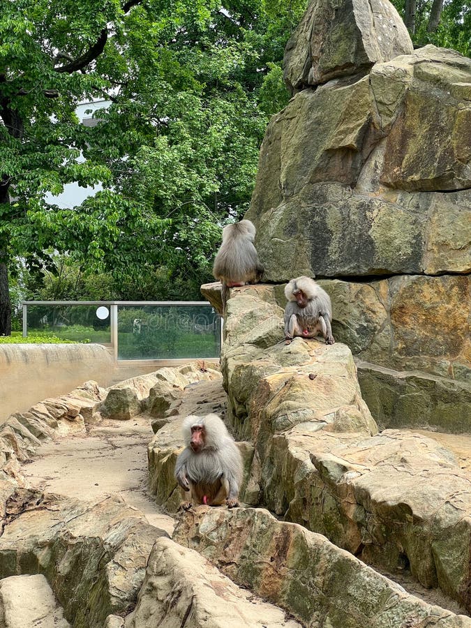 Monkeys stock image. Image of berlin, germany, 2022 - 289783911