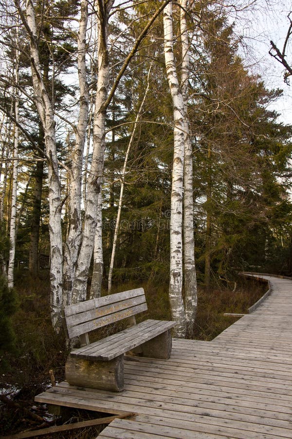 Birch Bench and Wooden Path Stock Photo - Image of naturally, heritage ...