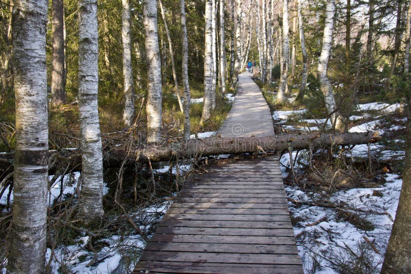 Path Blocked by a Fallen Tree Stock Image - Image of woods, pathway ...
