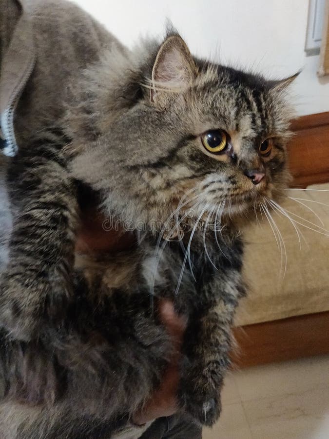 Germany cat stock image. Image of germany, cute, hommie - 141534119