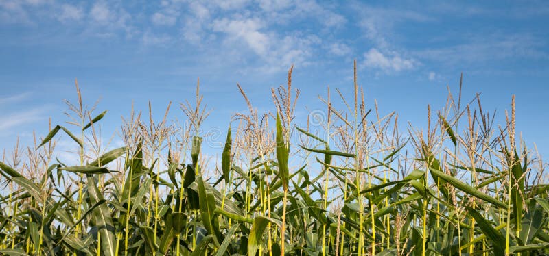 Germany, Corn Field and Blue Sky Stock Photo - Image of corn, panorama ...