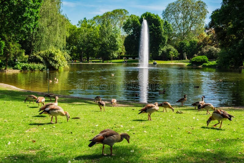 Germany - Ducks Having Lunch in the Park - Wiesbaden Stock Image ...
