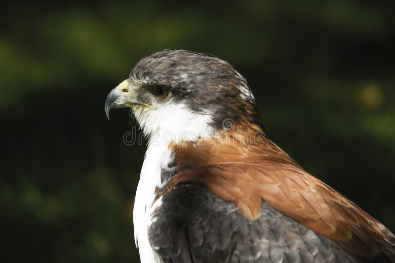 Germany, Hellenthal, Red-backed Hawk Stock Photo - Image of animal ...