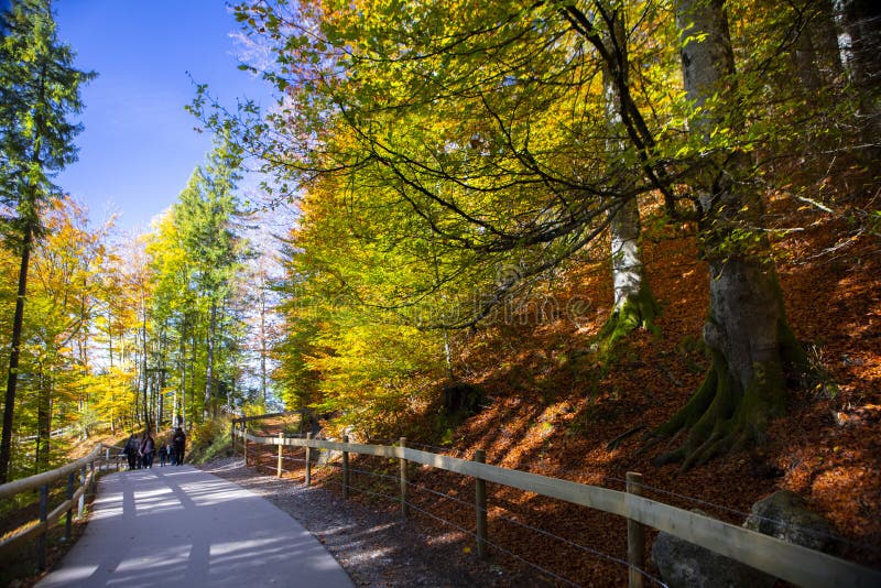 Germany, Neuschwanstein Castle, Autumn, Maples, Forest Trail, Maple ...