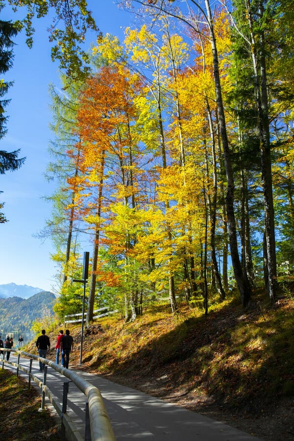 Germany, Neuschwanstein Castle, Autumn, Maples, Forest Trail, Maple ...
