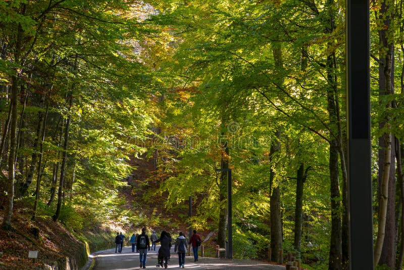 Germany, Neuschwanstein Castle, Autumn, Maples, Forest Trail, Maple ...