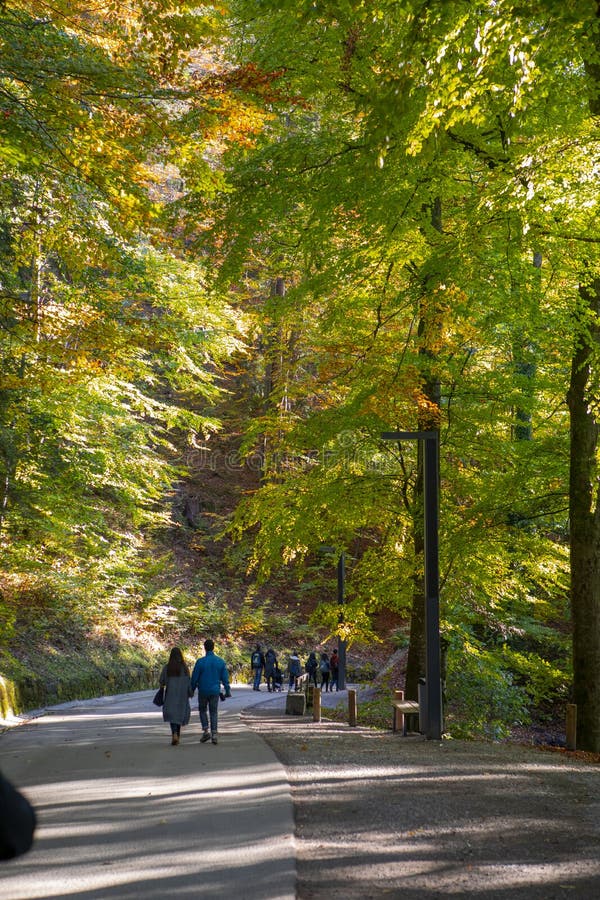Germany, Neuschwanstein Castle, Autumn, Maples, Forest Trail, Maple ...