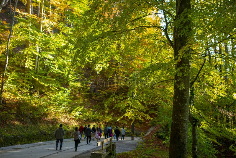 Germany, Neuschwanstein Castle, Autumn, Maples, Forest Trail, Maple ...