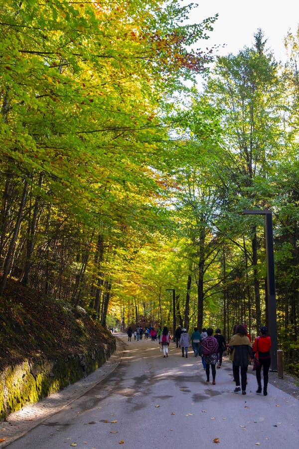 Germany, Neuschwanstein Castle, Autumn, Maples, Forest Trail, Maple ...