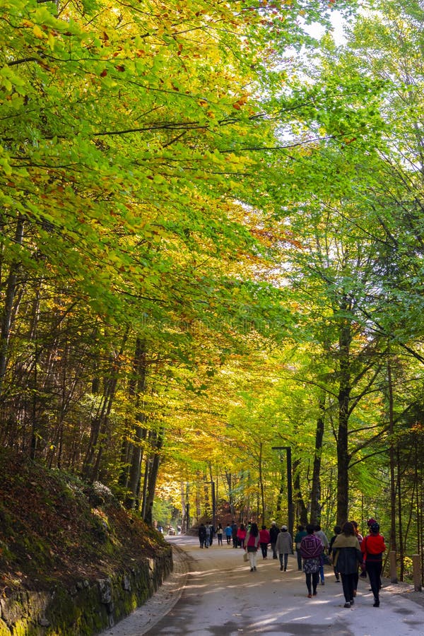 Germany, Neuschwanstein Castle, Autumn, Maples, Forest Trail, Maple ...