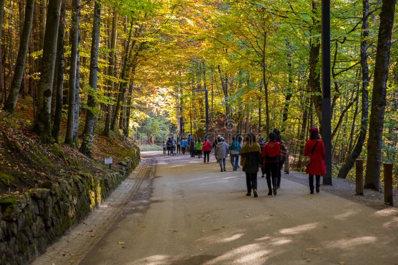 Germany, Neuschwanstein Castle, Autumn, Maples, Forest Trail, Maple ...