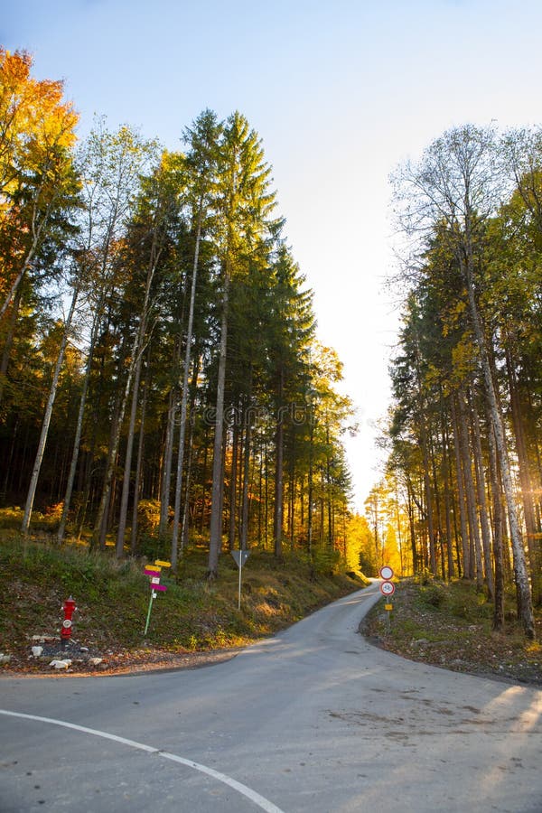 Germany, Neuschwanstein Castle, Autumn, Maples, Forest Trail, Maple ...