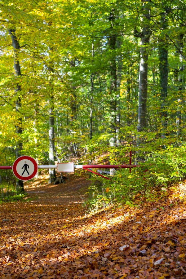 Germany, Neuschwanstein Castle, Autumn, Maples, Forest Trail, Maple ...