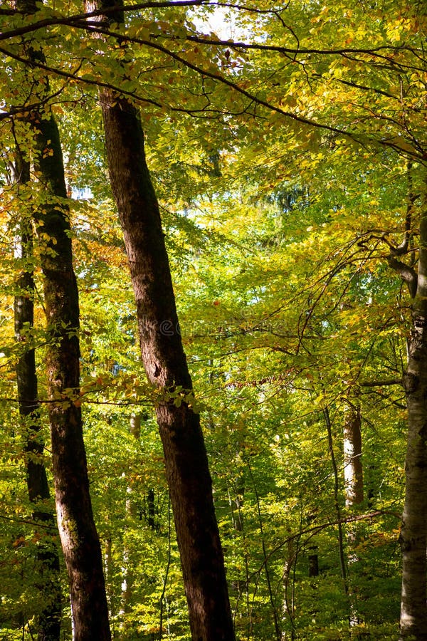 Germany, Neuschwanstein Castle, Autumn, Maples, Forest Trail, Maple ...