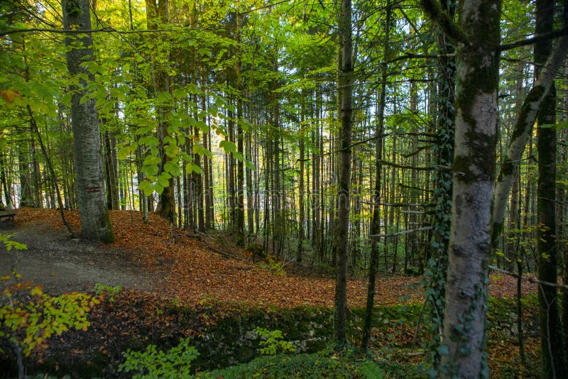 Germany, Neuschwanstein Castle, Autumn, Maples, Forest Trail, Maple ...