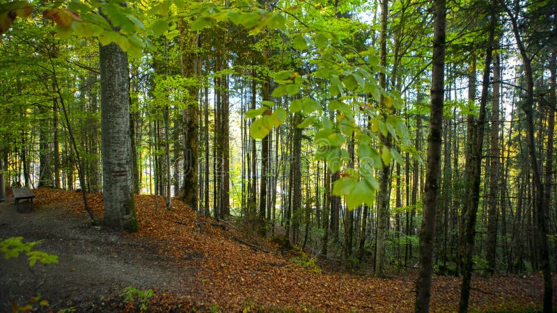 Germany, Neuschwanstein Castle, Autumn, Maples, Forest Trail, Maple ...
