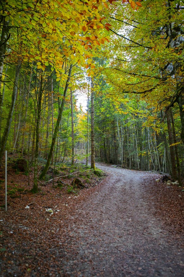 Germany, Neuschwanstein Castle, Autumn, Maples, Forest Trail, Maple ...