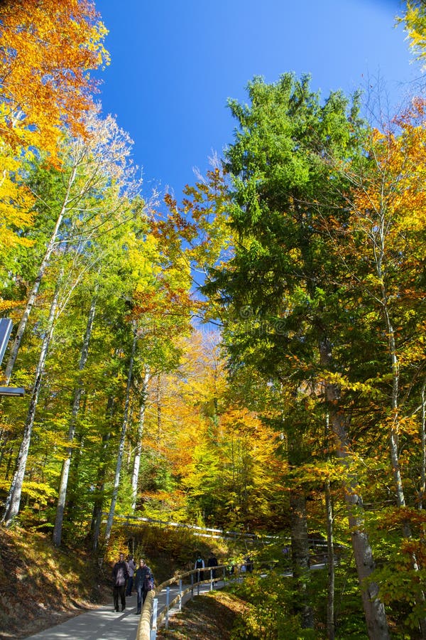 Germany, Neuschwanstein Castle, Autumn, Maples, Forest Trail, Maple ...