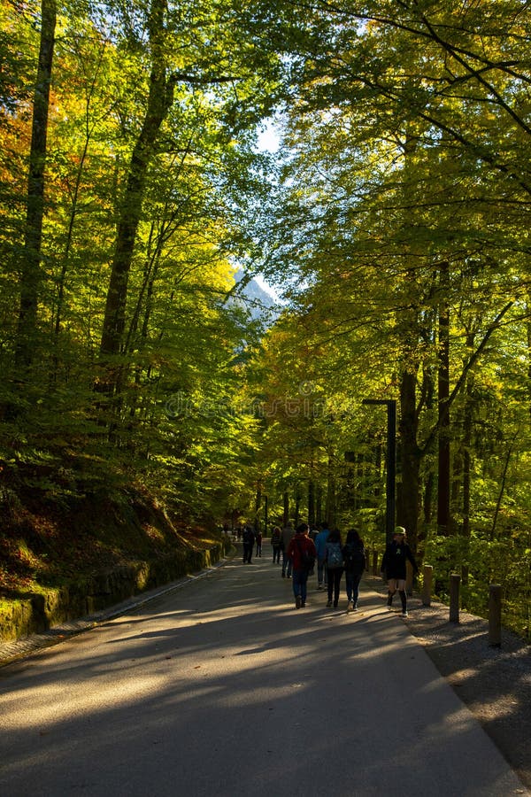 Germany, Neuschwanstein Castle, Autumn, Maples, Forest Trail, Maple ...