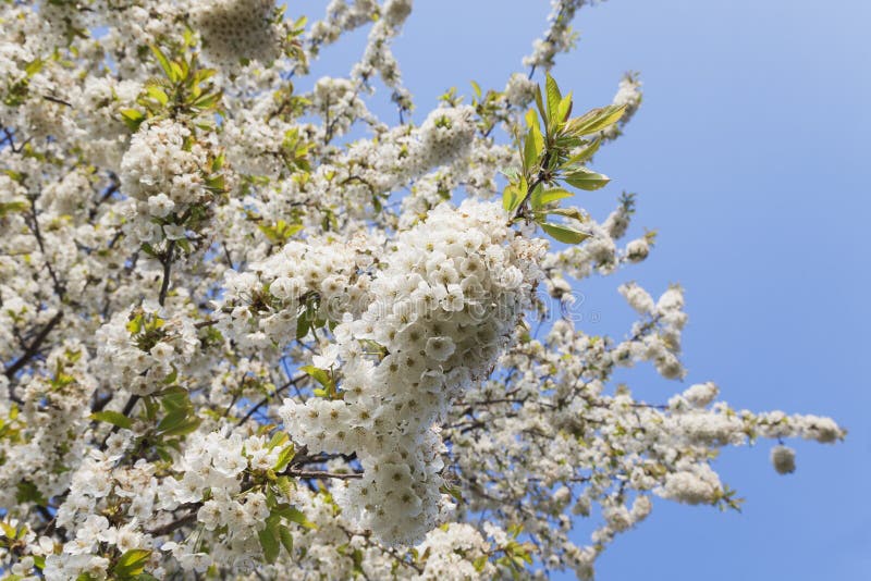 Germany, Rhineland-Palatinate, Cherry Tree, White Cherry Blossoms Stock ...