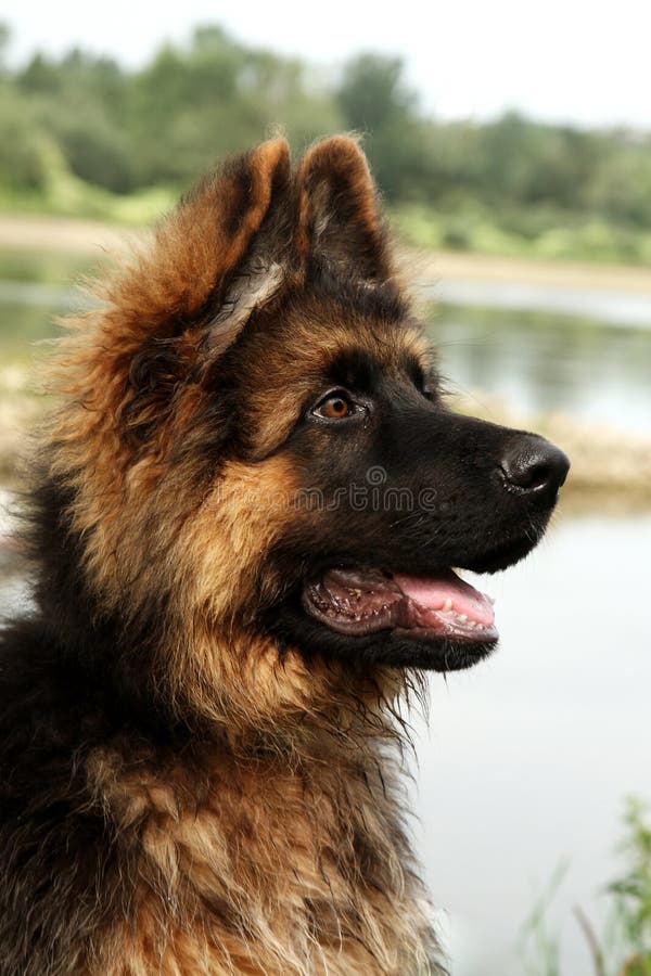 Germany sheep-dog stock image. Image of favourite, black - 27324789