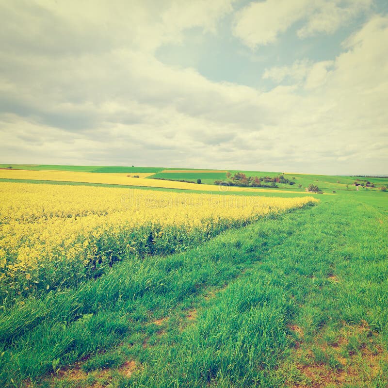 Germany stock image. Image of cultivated, farm, lucerne - 261572333