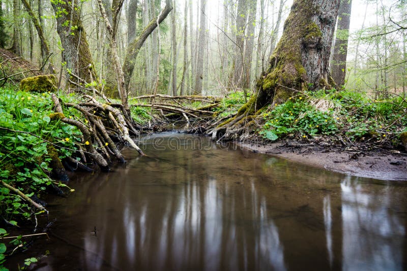 Water Stream on Meadow Woods Forest Tree Stock Photo - Image of brook ...