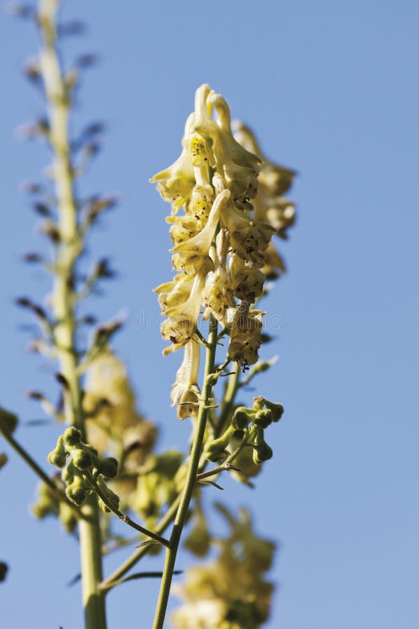 Germany, Yellow Aconite, Close Up Stock Photo - Image of people, stem ...