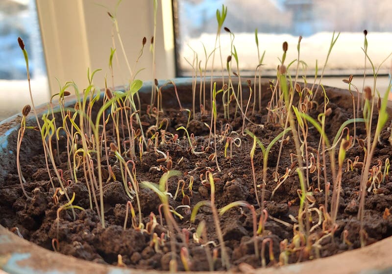 Macro de pousse d'aneth photo stock. Image du nature - 30537476