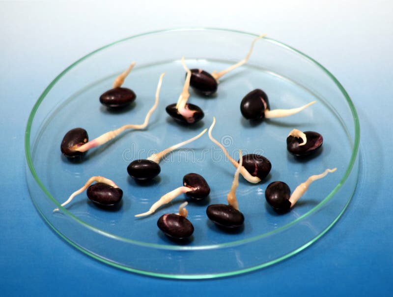 Germe do feijão foto de stock. Imagem de esponja, germinativo - 4351850