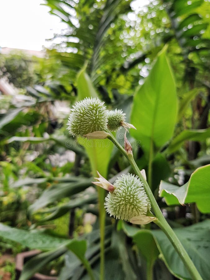 Germen imagen de archivo. Imagen de germen, verde, flor - 101143989