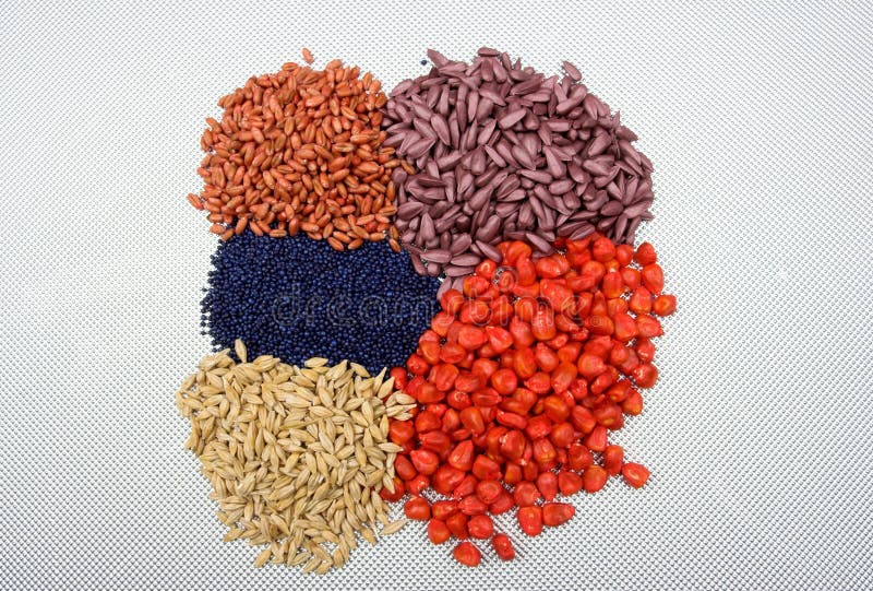 Germen de la siembra foto de archivo. Imagen de macro - 11358834