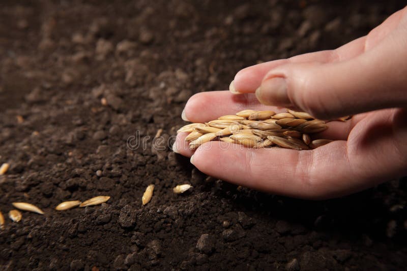 Germen del trigo imagen de archivo. Imagen de germen - 19435495