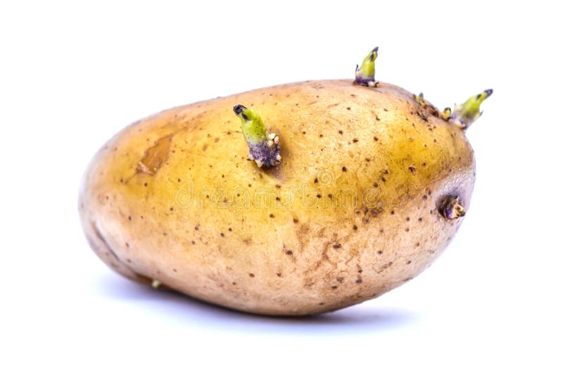 Potato Germinating stock photo. Image of growth, natural - 5361344