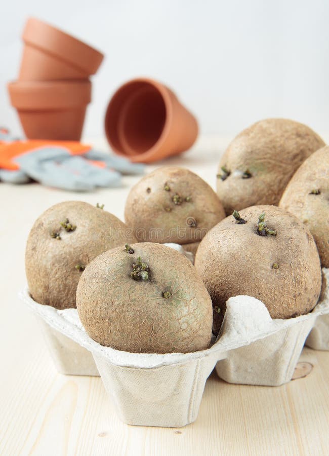 Germinate Potatoes in the Egg Carton To Plant Stock Photo - Image of ...
