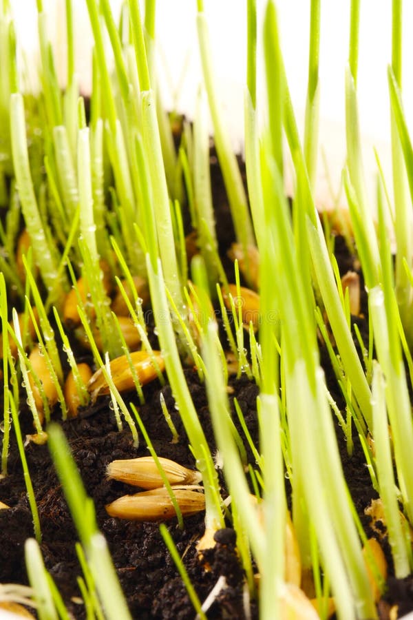 Germinate and seeds sprout stock photo. Image of grow - 35811192