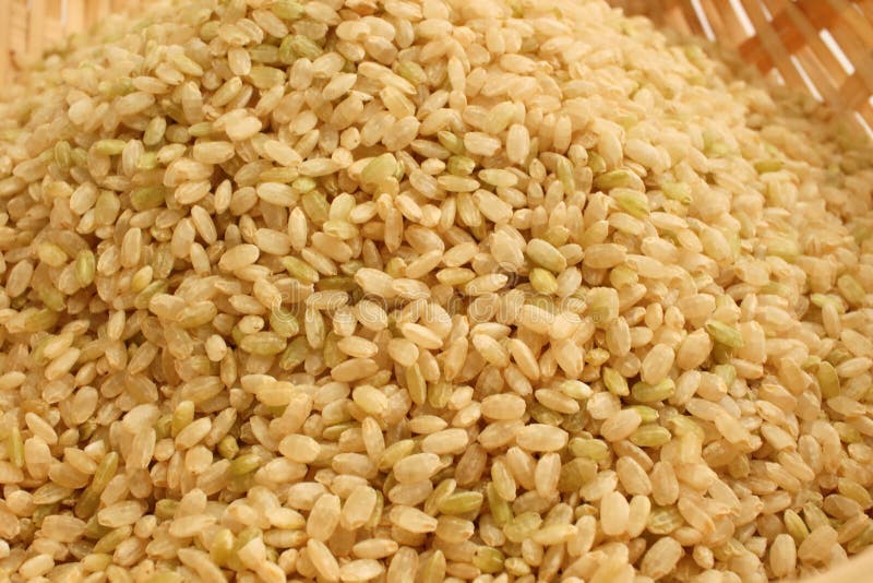 Germinated brown rice stock image. Image of sprouted - 81701343