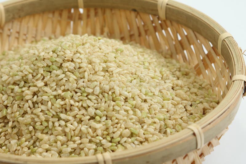 Germinated brown rice stock photo. Image of germinated - 84636806