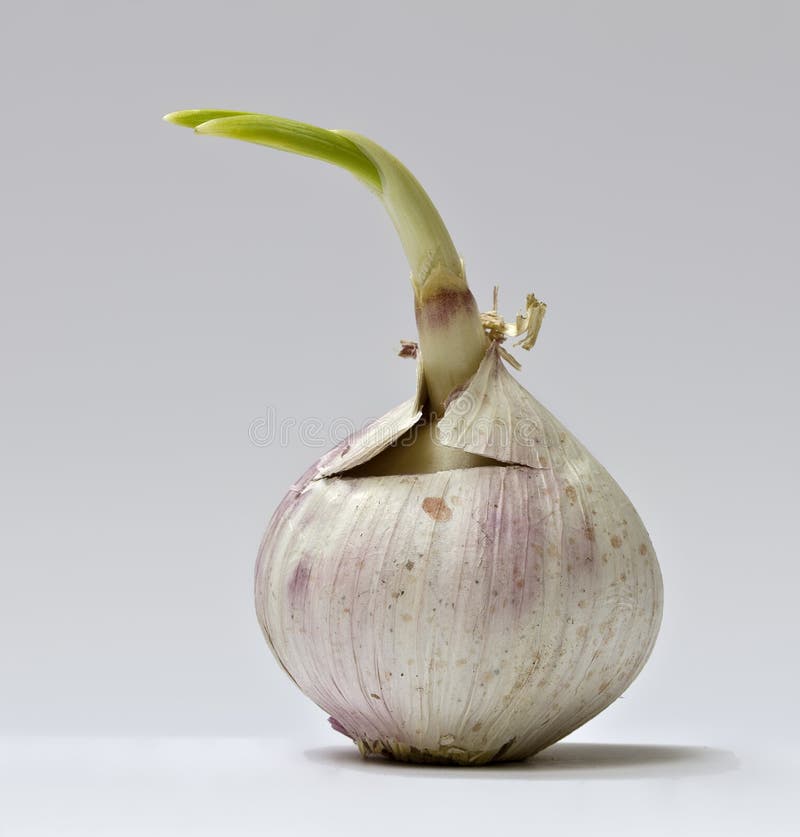 Germinated Chinese Garlic #1 Stock Image - Image of spice, food: 36347255