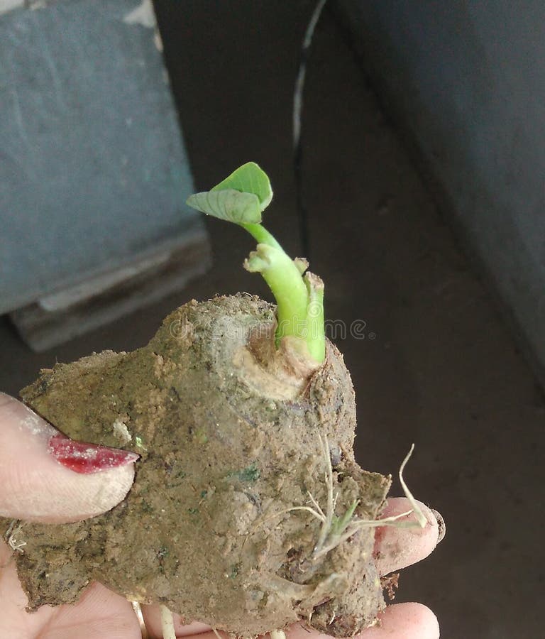 A Germinated Colocasia/ Taro Root/ Arbi Stock Image - Image of root ...