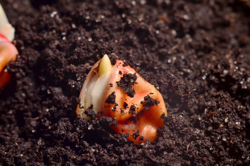 Germinated Corn Grain stock image. Image of spring, sprouted - 56998717