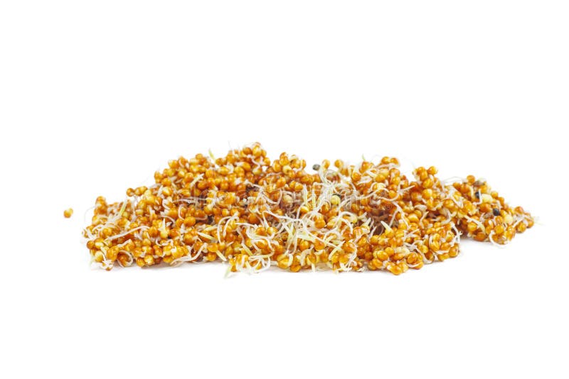 Germinated Millet Seed Sprouts, Cereal Crop, Brown Grains Sprouting ...