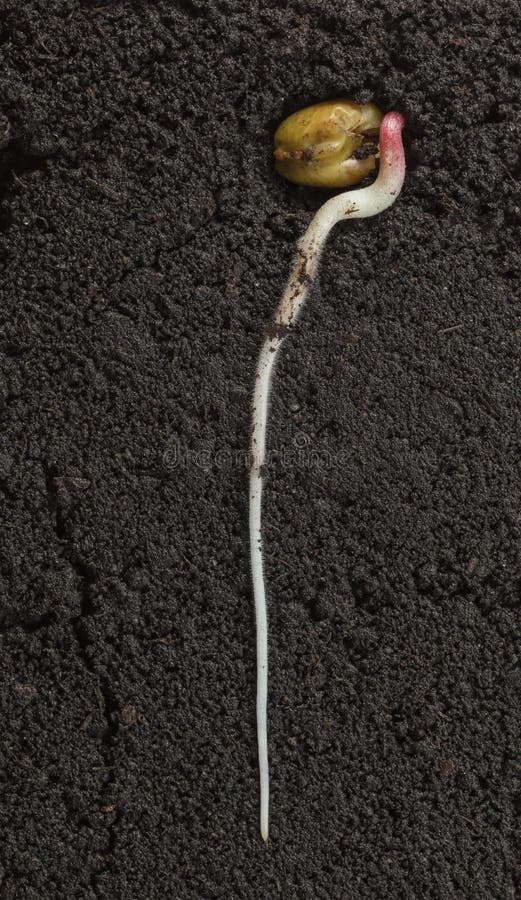 Germinated mung bean stock photo. Image of gram, germinate - 135034974