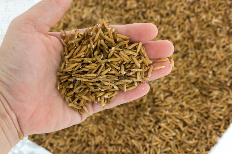 Rice grow germination stock photo. Image of rice, germination - 43934852