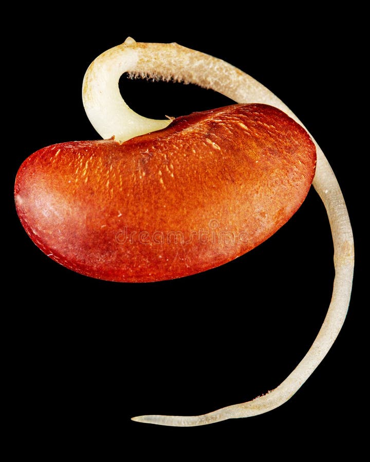 Germinated Seed, Young Sprout, Isolated on Black Background Stock Image ...
