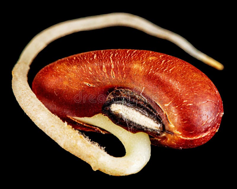 Germinated Seed, Young Sprout, Isolated on Black Background Stock Image ...