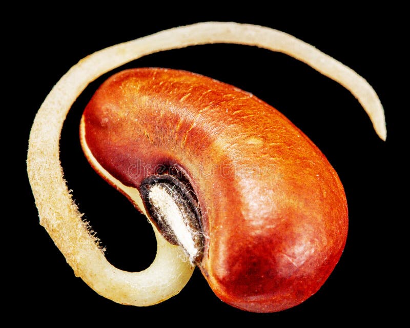 Germinated Seed, Young Sprout, Isolated on White Background Stock Photo ...