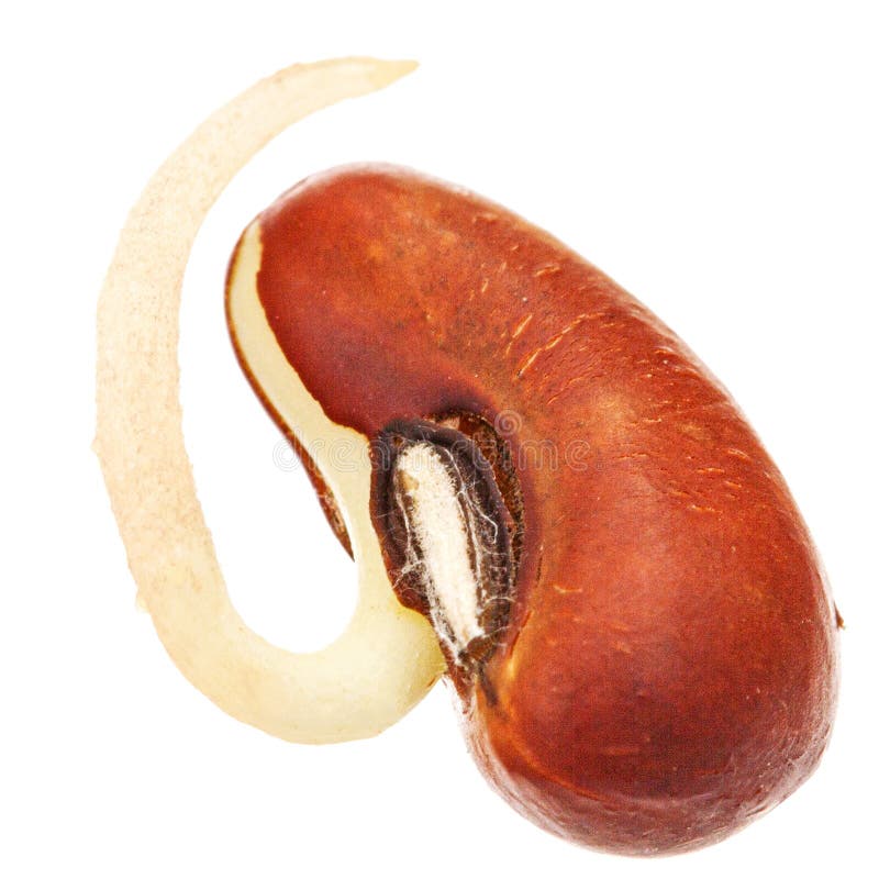 Germinated Seed, Young Sprout, Isolated on White Background Stock Image ...