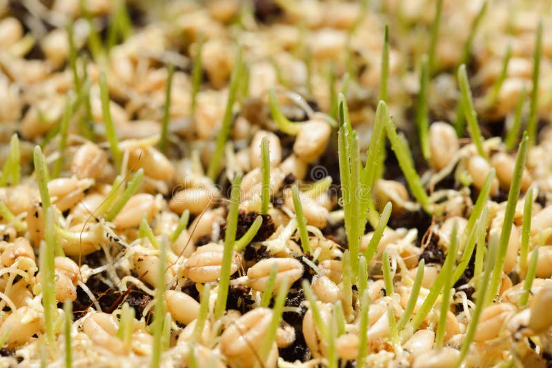 Germinated Sprouts Of Barley Grass Stock Photo - Image of farm, grain ...
