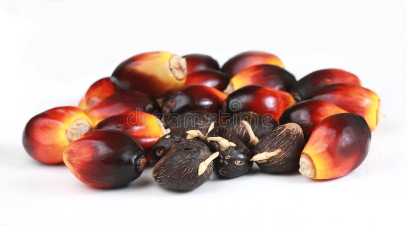 Palm Oil Seed stock photo. Image of plantation, produce - 24180618